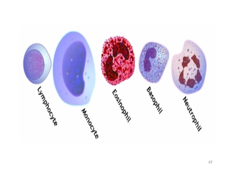 Examination of Peripheral Blood Smear Dr S Homathy