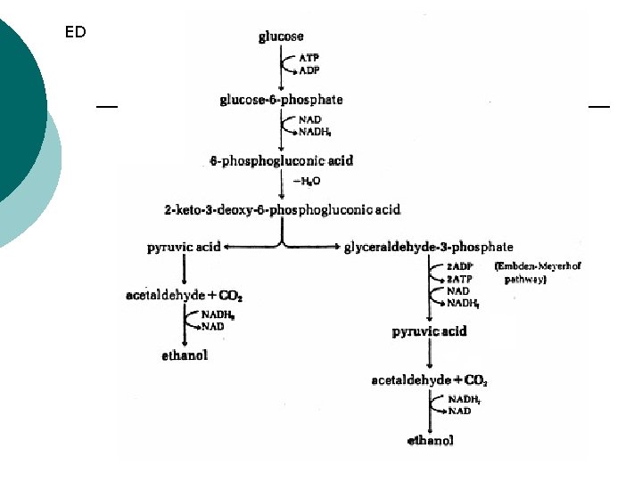 Metabolism Summary Energy Define Types High Energy Compounds