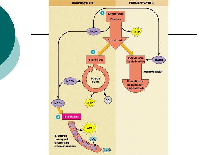 Metabolism Summary Energy Define Types High Energy Compounds