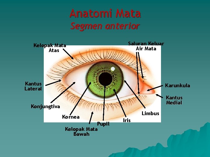 PENGAWASAN NORMA KESEHATAN KERJA PENYAKIT AKIBAT KERJA Oleh