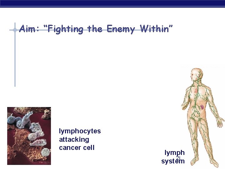 Aim Fighting the Enemy Within lymphocytes attacking cancer