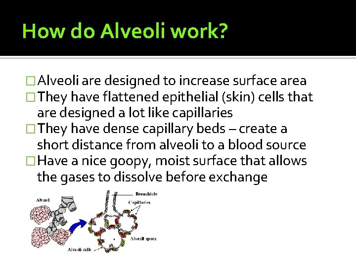 Mrs Ragsdale Bio SL Gas Exchange Gas Exchange