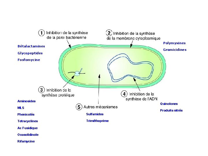 Classification et mode daction des antibiotiques I I