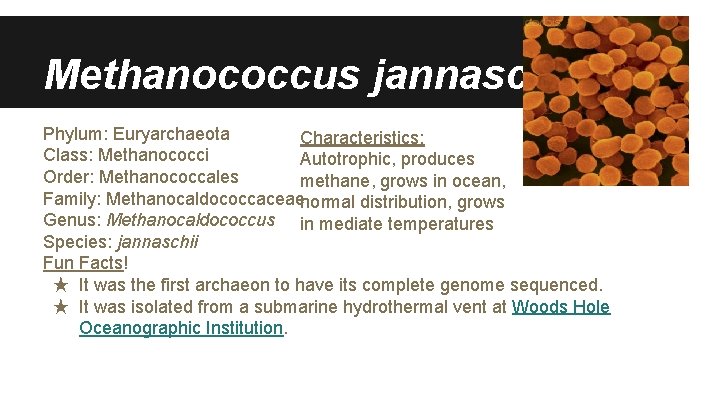 Archaebacteria By Emilie and Dylan Characteristics of Archaebacteria