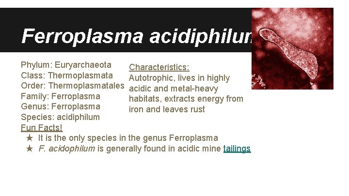 Archaebacteria By Emilie and Dylan Characteristics of Archaebacteria