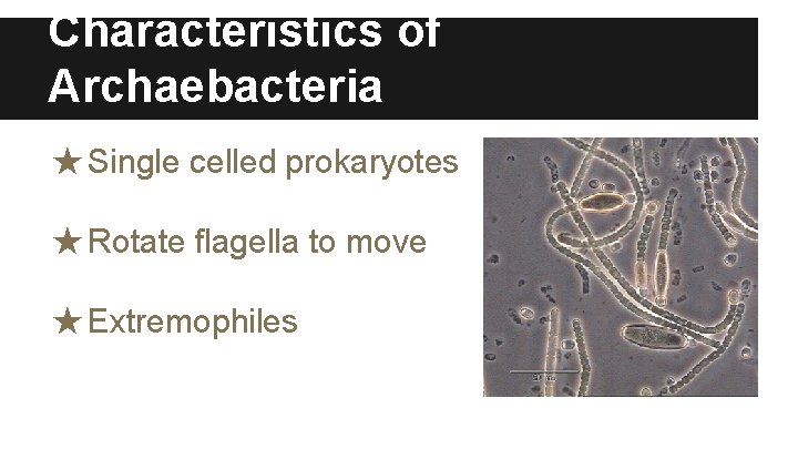 Archaebacteria By Emilie and Dylan Characteristics of Archaebacteria