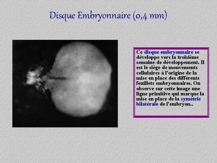 Les Etapes du Dveloppement Embryonnaire chez lHomme Et