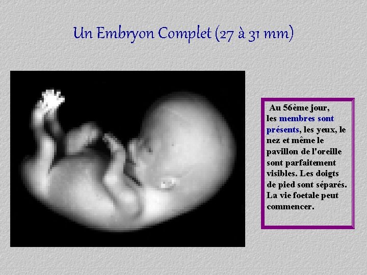 Les Etapes du Dveloppement Embryonnaire chez lHomme Et