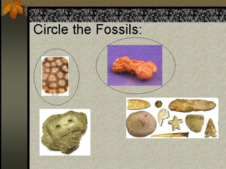 Fossils What is a Fossil Remains or evidence