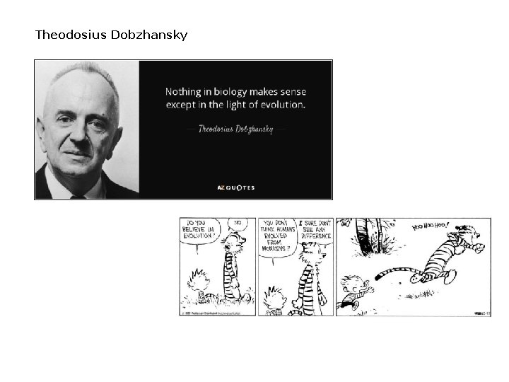 Chapter 21 Population genetics part 1 Investigates genetic