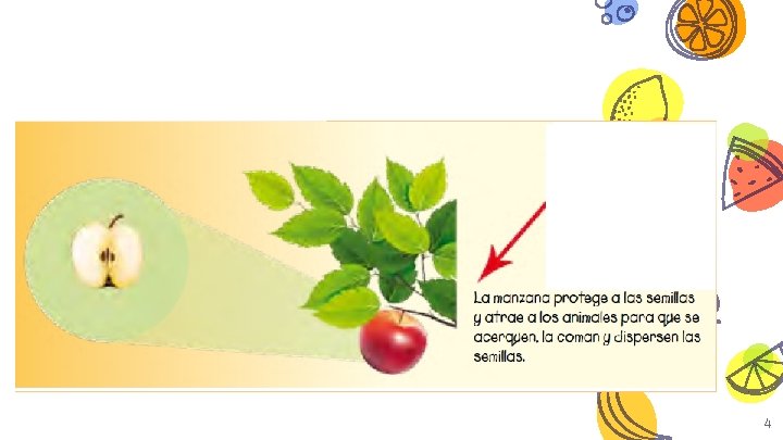 Formacin del Fruto Observa cmo crece la semilla