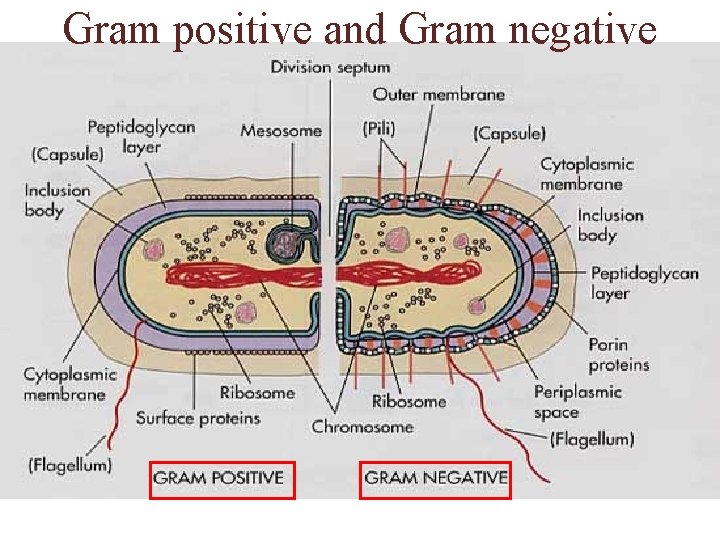 Morphology Cell Biology of Bacteria Siti Sarah Jumali