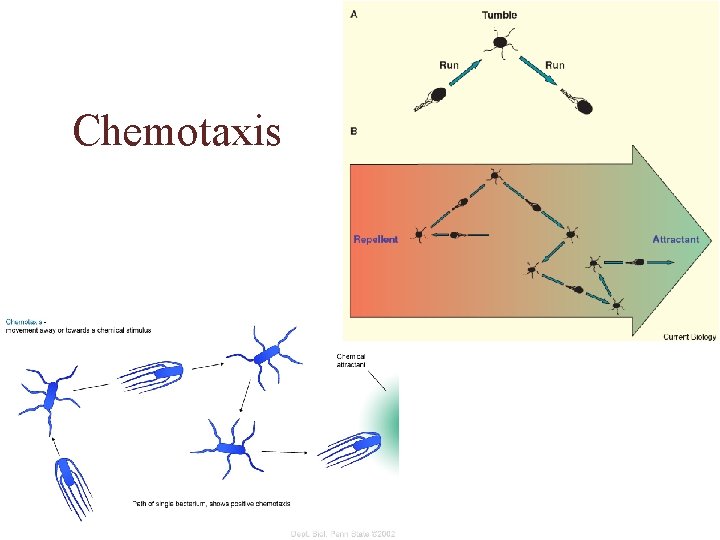 Morphology Cell Biology of Bacteria Siti Sarah Jumali