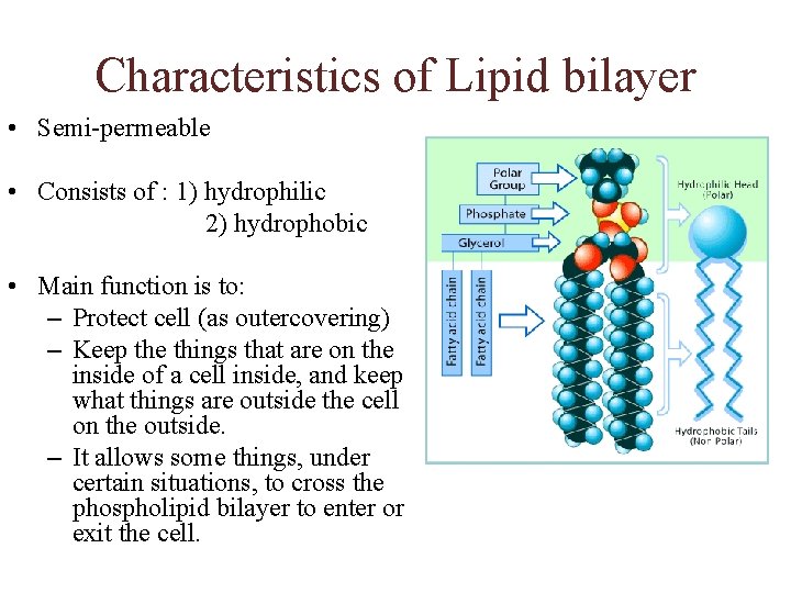 Morphology Cell Biology of Bacteria Siti Sarah Jumali