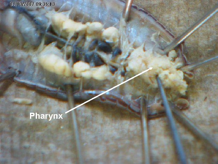 Earthworm Dissection Lumbricus terrestris Kingdom Animalia Phylum Annelida