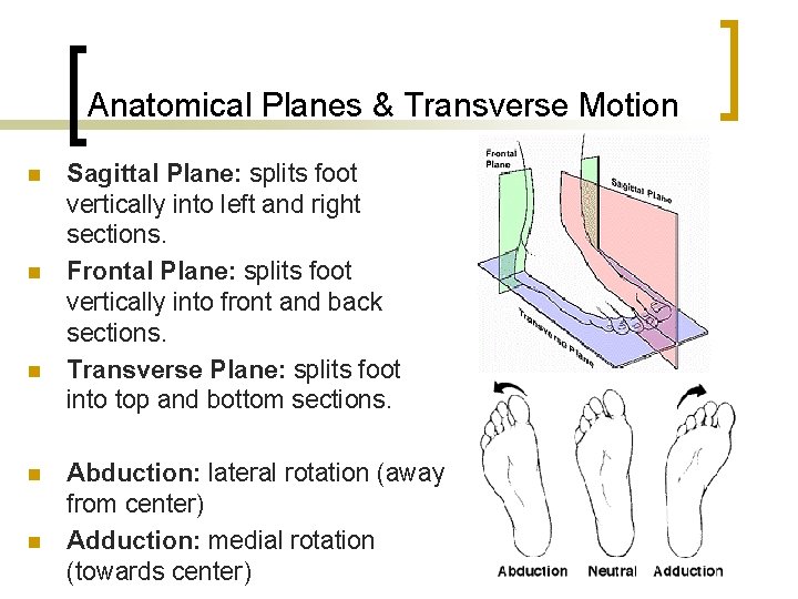Running Shoe Development Daniel Thomas Michael Cannamela Brandon