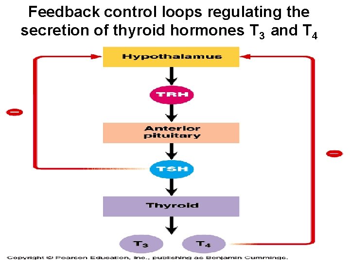 ENDOCRINE SYSTEM Mechanisms of Chemical Signaling a Review