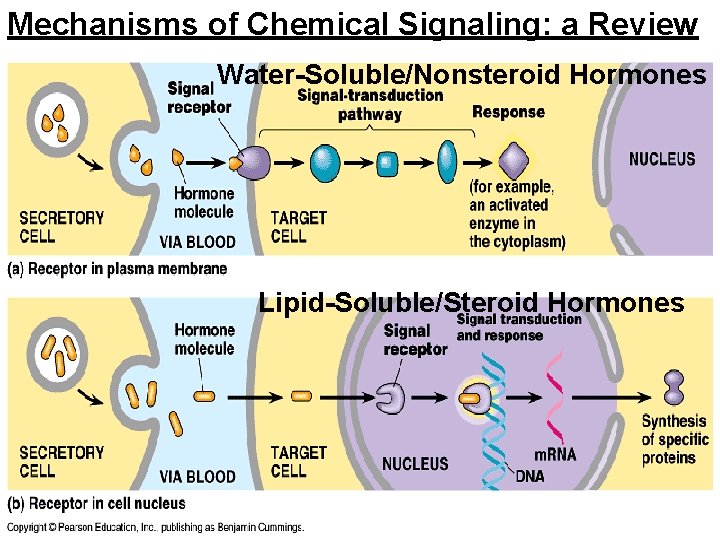 ENDOCRINE SYSTEM Mechanisms of Chemical Signaling a Review