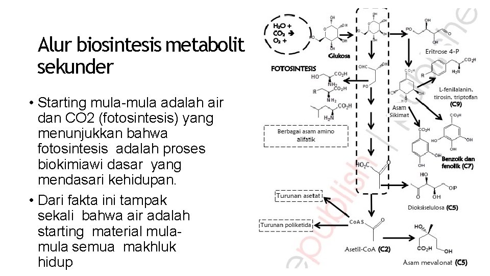 BIOSINTESIS METABOLIT SEKUNDER Mata Kuliah Fitokimia Dosen Pengampu