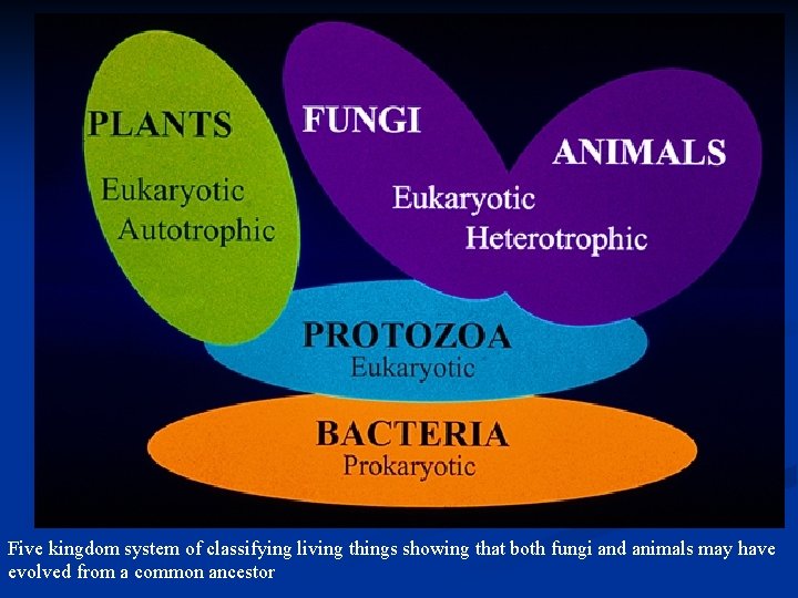 Kingdom Fungi Five kingdom system of classifying living
