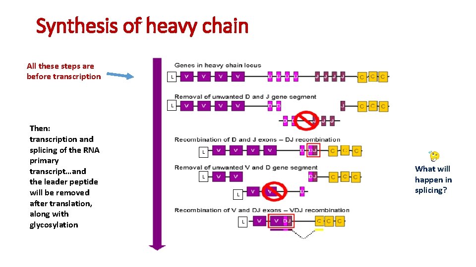 Immunoglobulins 2 of 2 Ali Al Khader MD