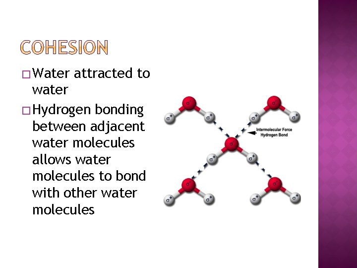 Pages 24 26 A molecule with opposite charges