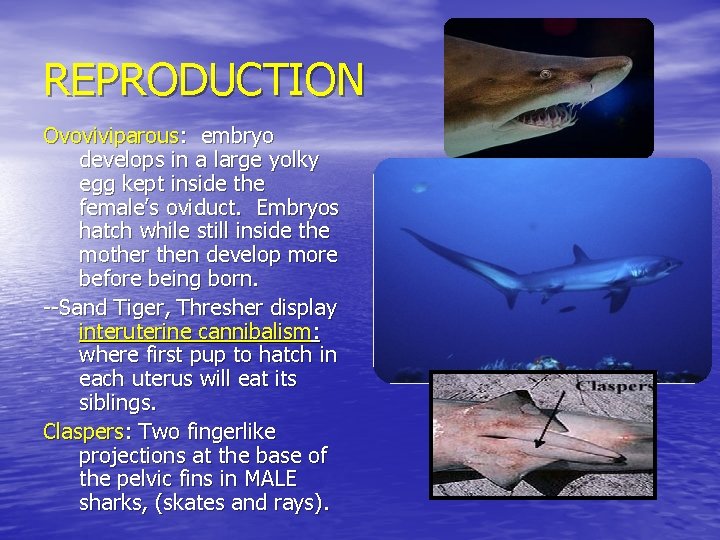 Class Chondrichthyes JAWS Teeth are modified scales Bottom