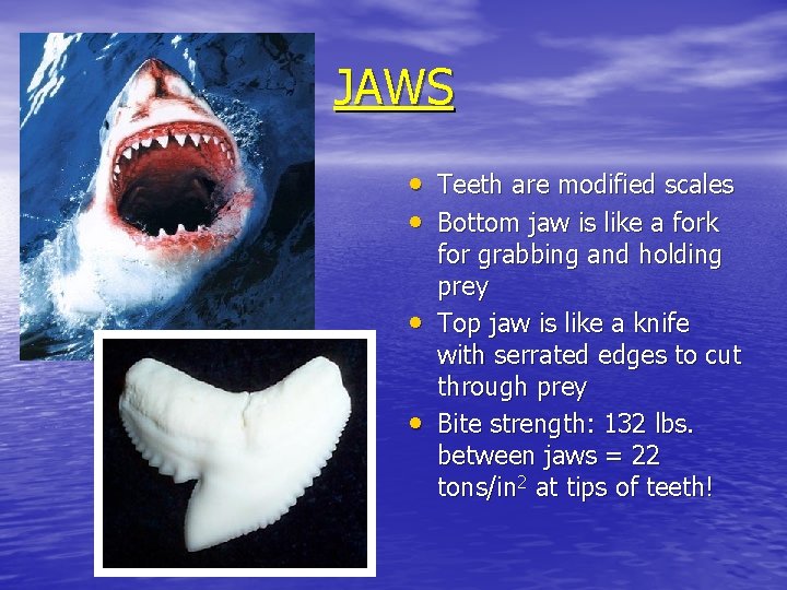 Class Chondrichthyes JAWS Teeth are modified scales Bottom