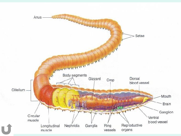 Annelida Kingdom Animalia Phylum Annelida segmented bodies have