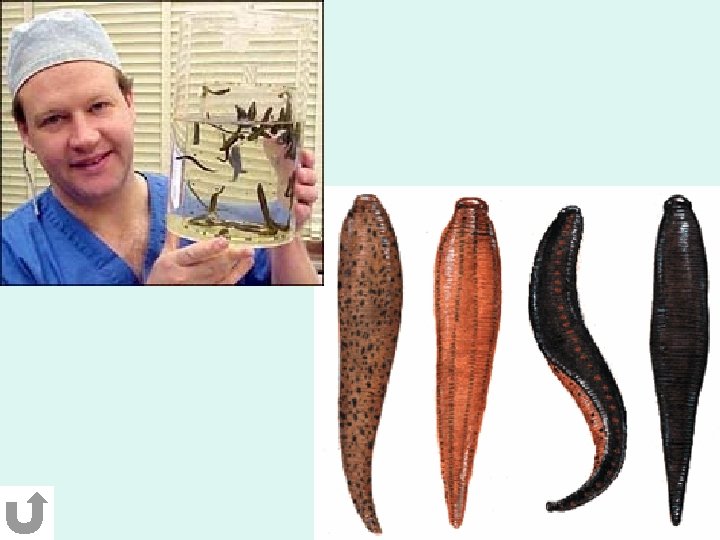 Annelida Kingdom Animalia Phylum Annelida segmented bodies have