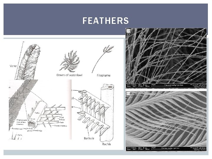 Feathers make birds unique and have many important