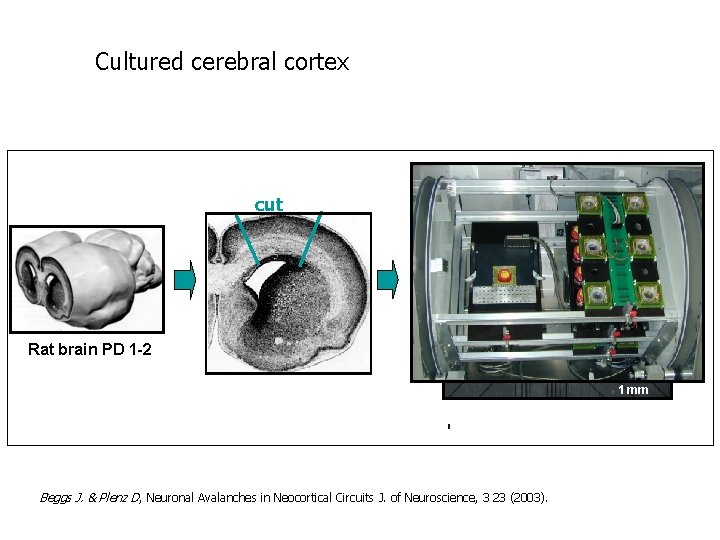 Complejidad Dia 5 Geofisica Macro Economa Biolog a