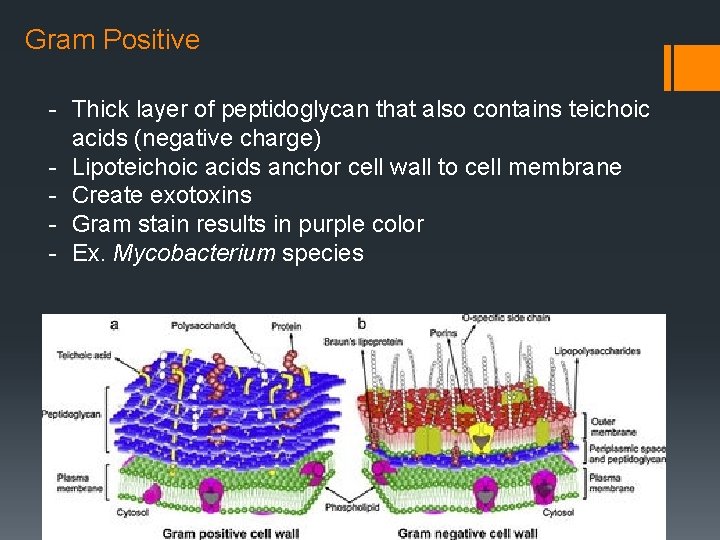 Chapter 3 Microbiology Cellular Structure and Function p