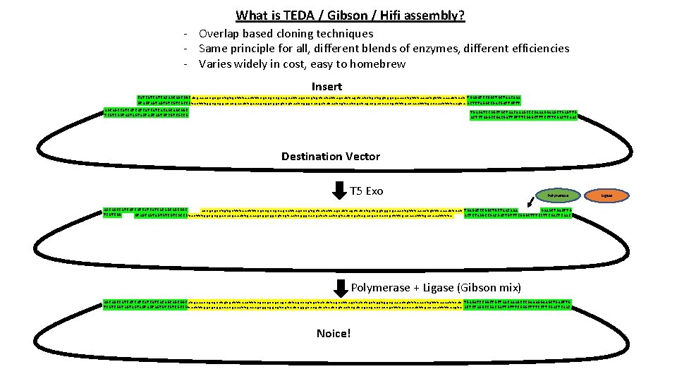 Cloning Workshop Presented by Alex Klenov Pipette Jockey