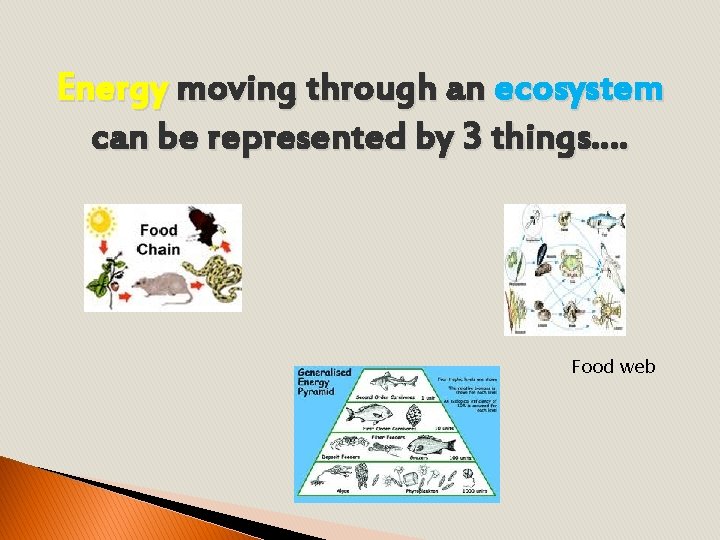 Ecology Test Review Natures recyclers Decomposers Food Chain