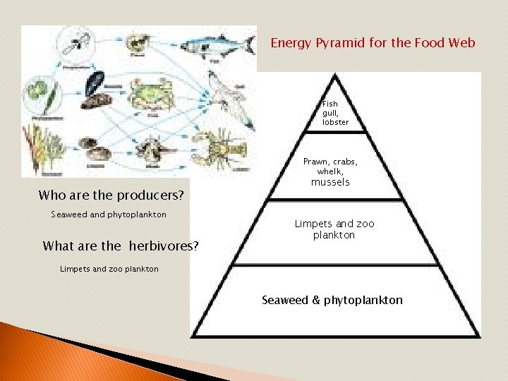 Ecology Test Review Natures recyclers Decomposers Food Chain