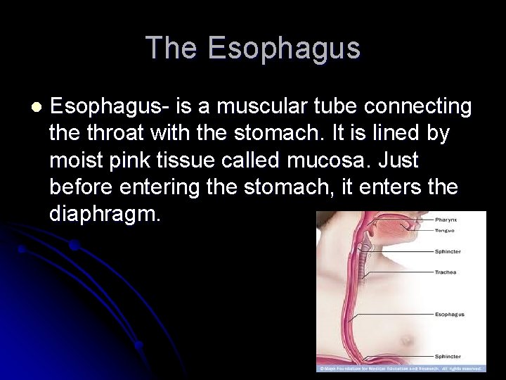 The Digestive System By Hannah King Marques Angel