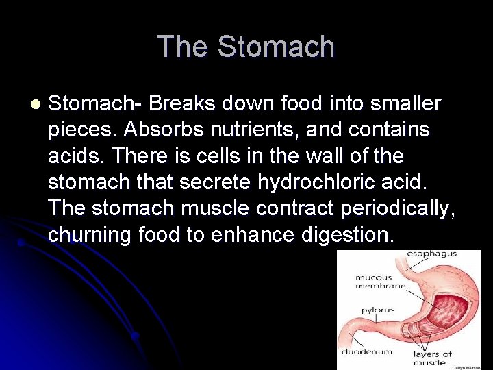 The Digestive System By Hannah King Marques Angel