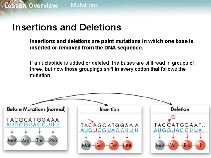 Lesson Overview Mutations Bell Work Friday 042916 In