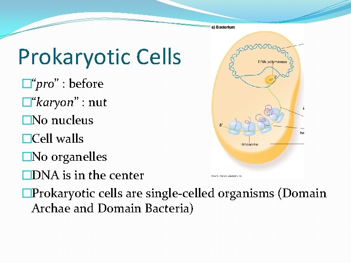 The Cell Robert Hooke 1665 English Viewed cork