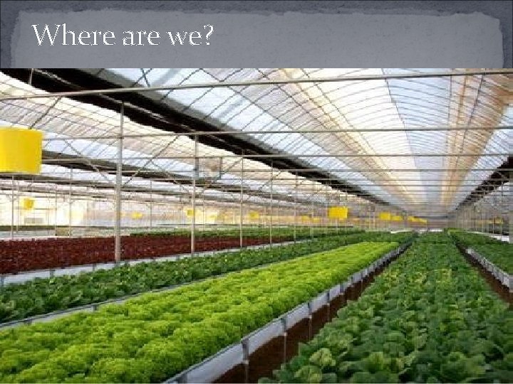 Agriculture and Rural Geography of Modern Agriculture Types