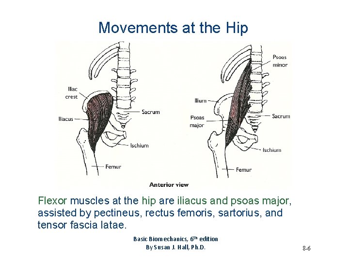 Chapter 8 The Biomechanics of the Human Lower