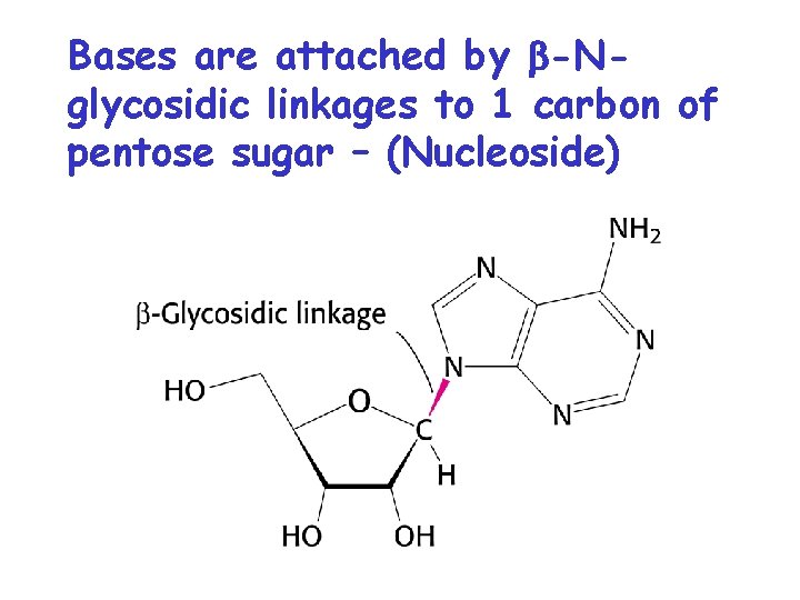 Chapter 2 Nucleic Acids Nucleic Acids Are Essential