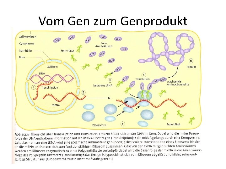 Vom Gen Nukleotide zum Genprodukt Polypeptide Wie wird