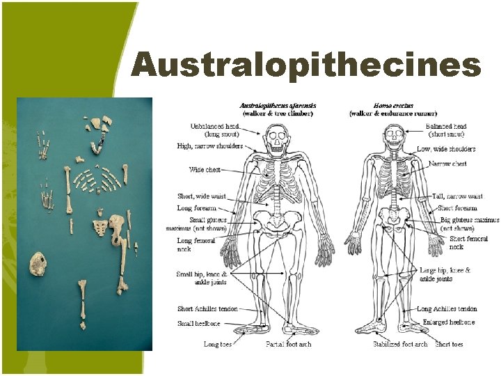 The Hominids SBI 3 U Who are we