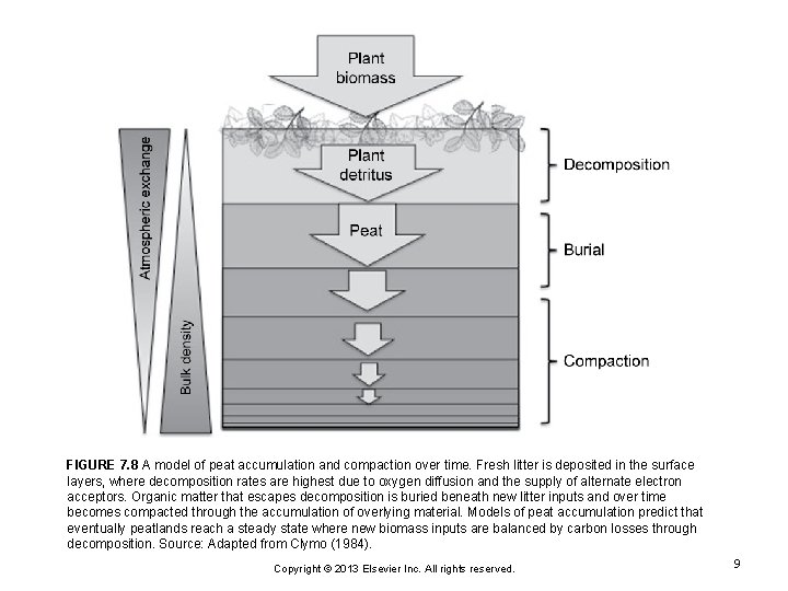 Chapter 7 Wetland Ecosystems Copyright 2013 Elsevier Inc