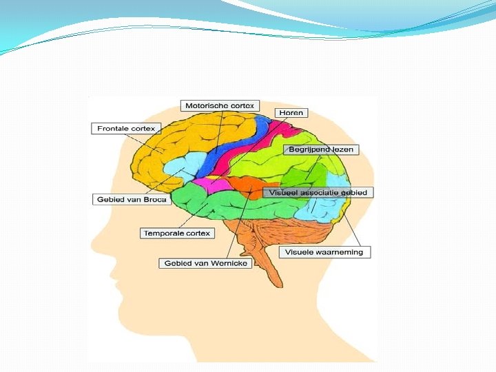 Puberbrein Presentatie Ruud van Dijk Het puberende brein