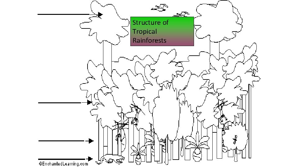The Rainforest Ecosystem Learning objectives To describe the