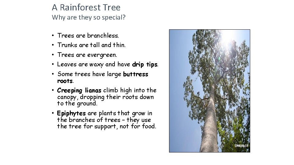 The Rainforest Ecosystem Learning objectives To describe the