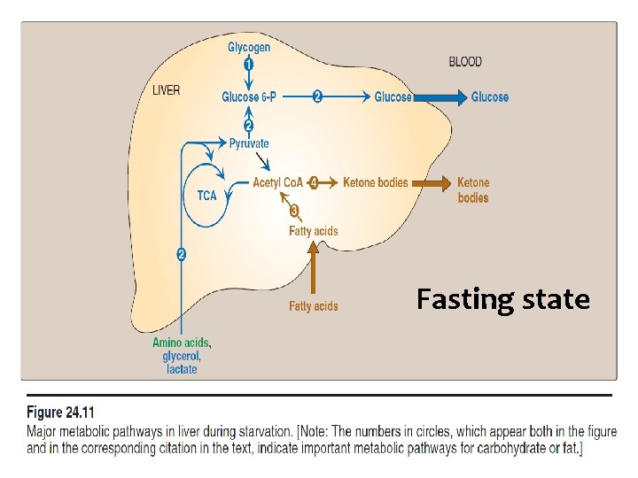 2 Liver Metabolism Dr Mazhar Al Zoubi 2020